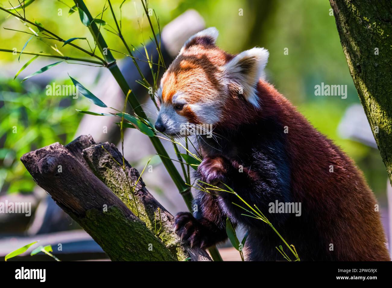 Red panda - Ailurus Fulgens - portrait. Cute animal at zoo Stock Photo ...