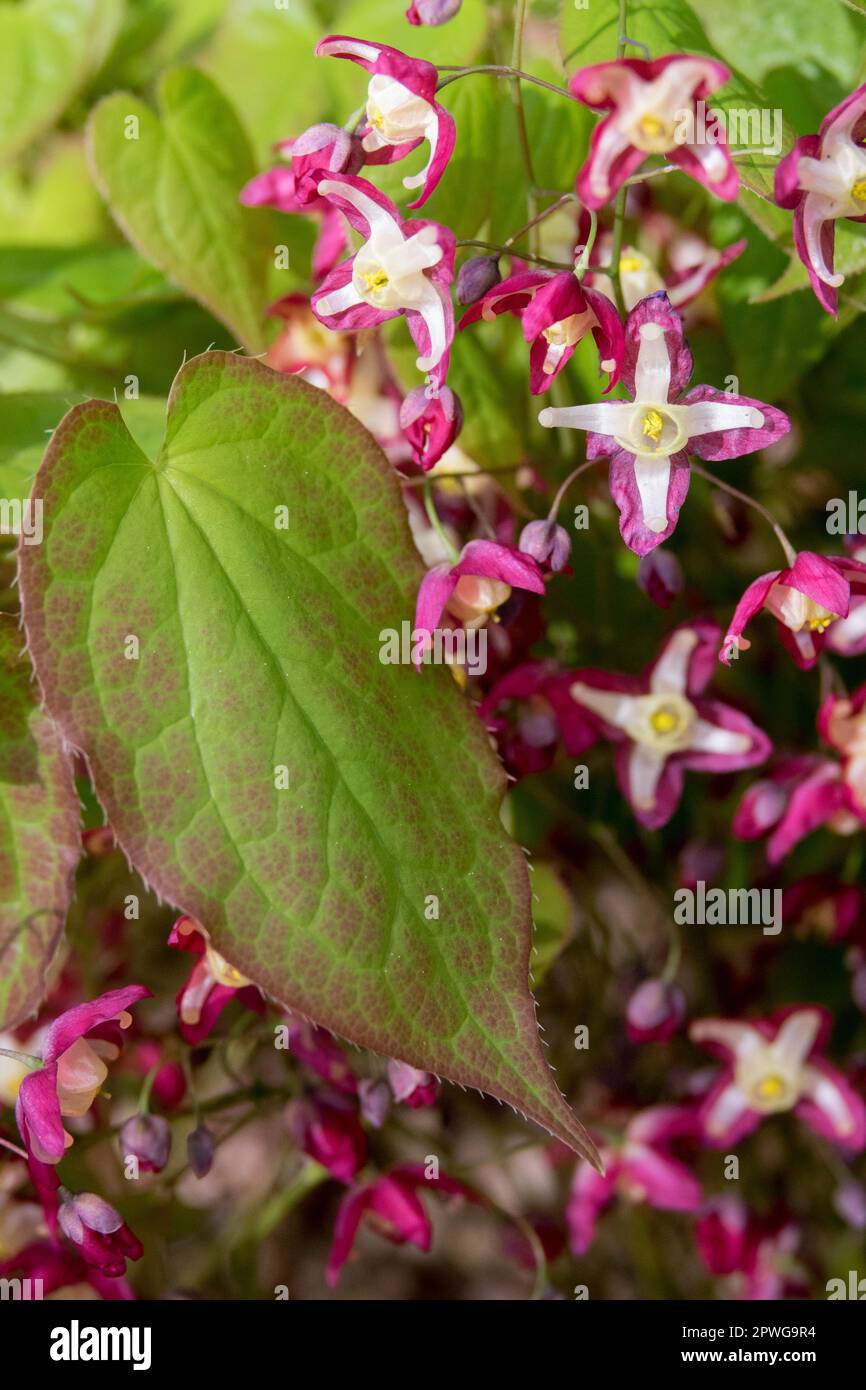 Red barrenwort, Epimedium × rubrum, Flower and leaf Garden Spring ...