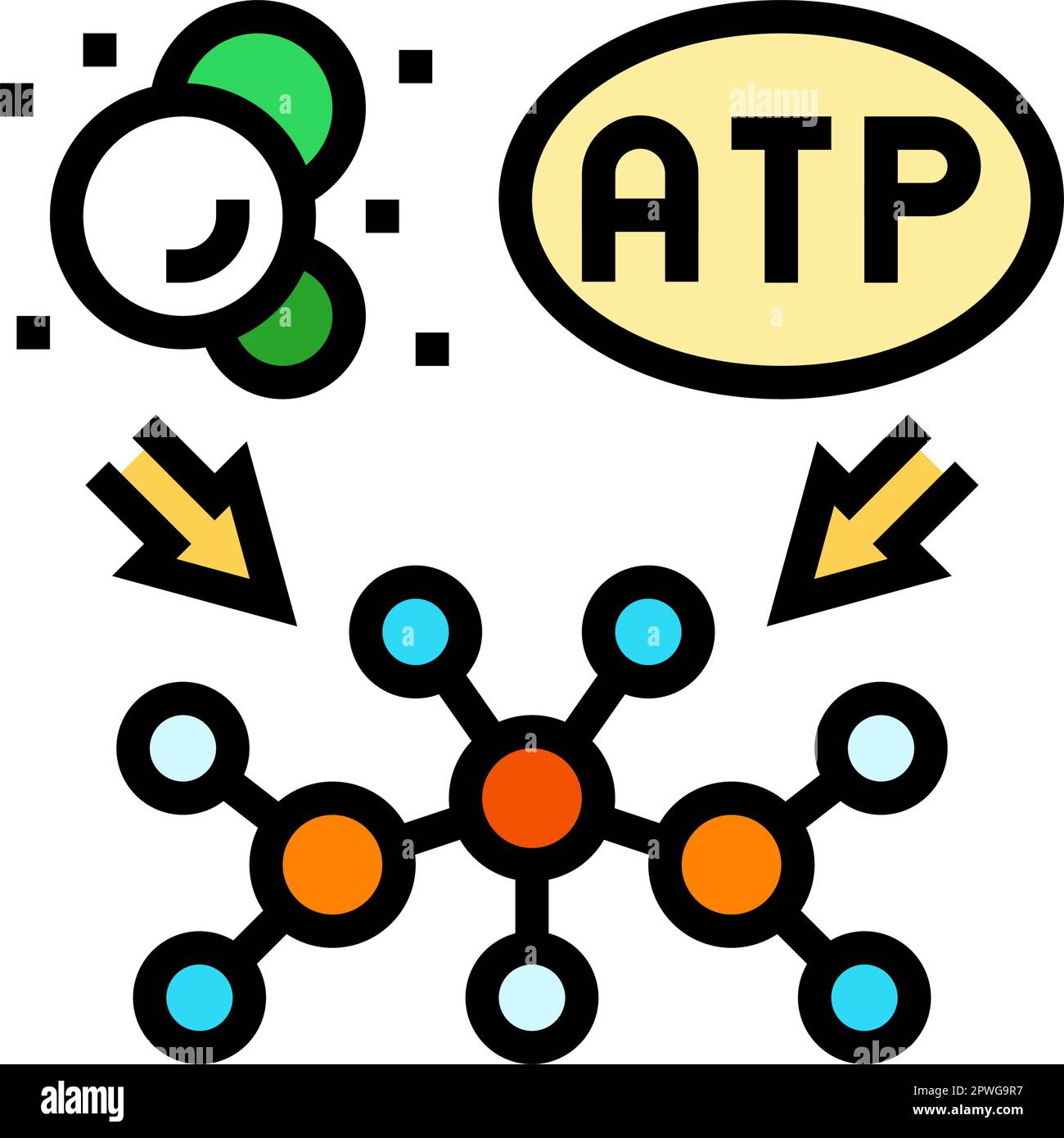 Anabolism Stock Vector Images - Alamy