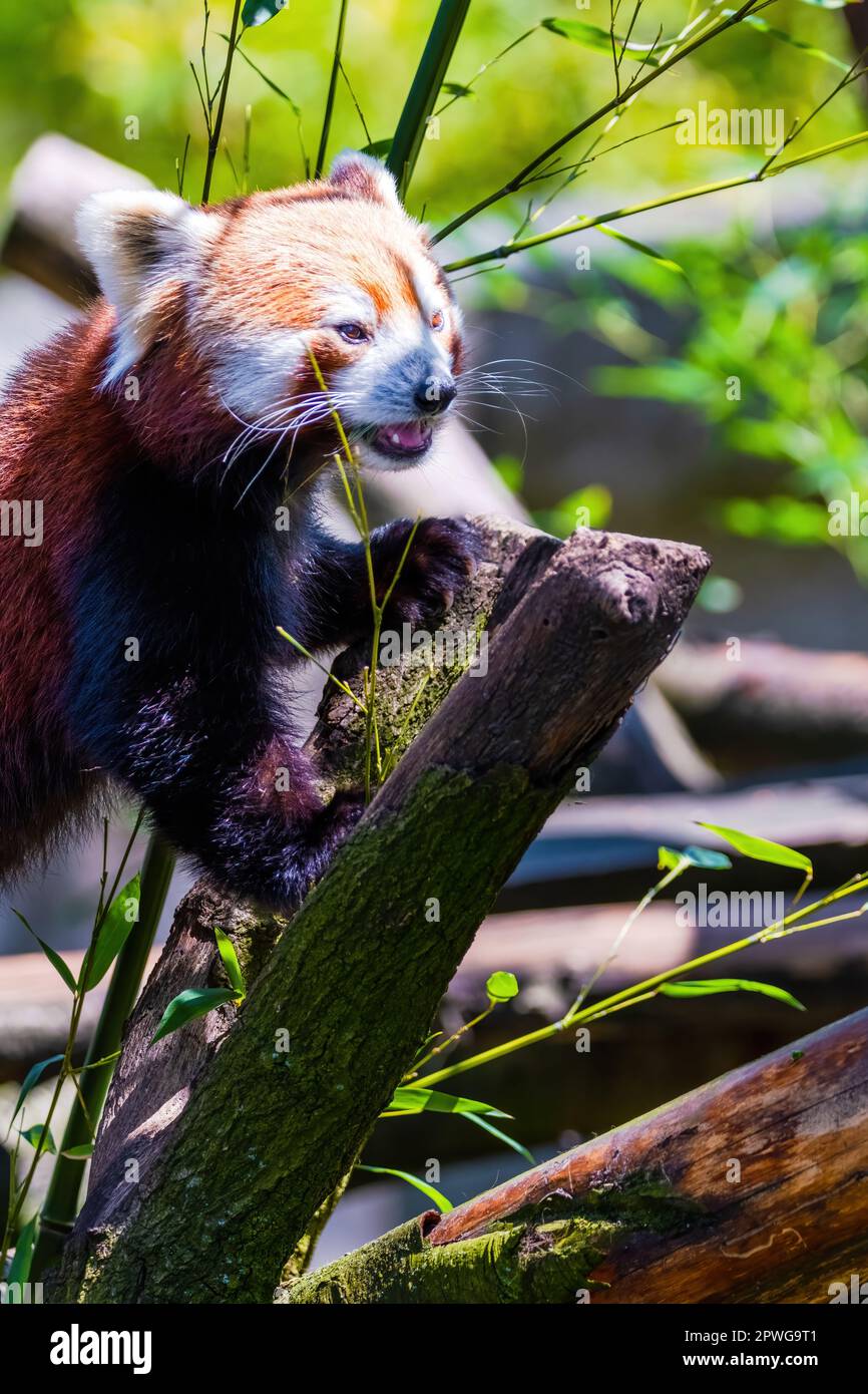 Red panda - Ailurus Fulgens - portrait. Cute animal at zoo Stock Photo ...