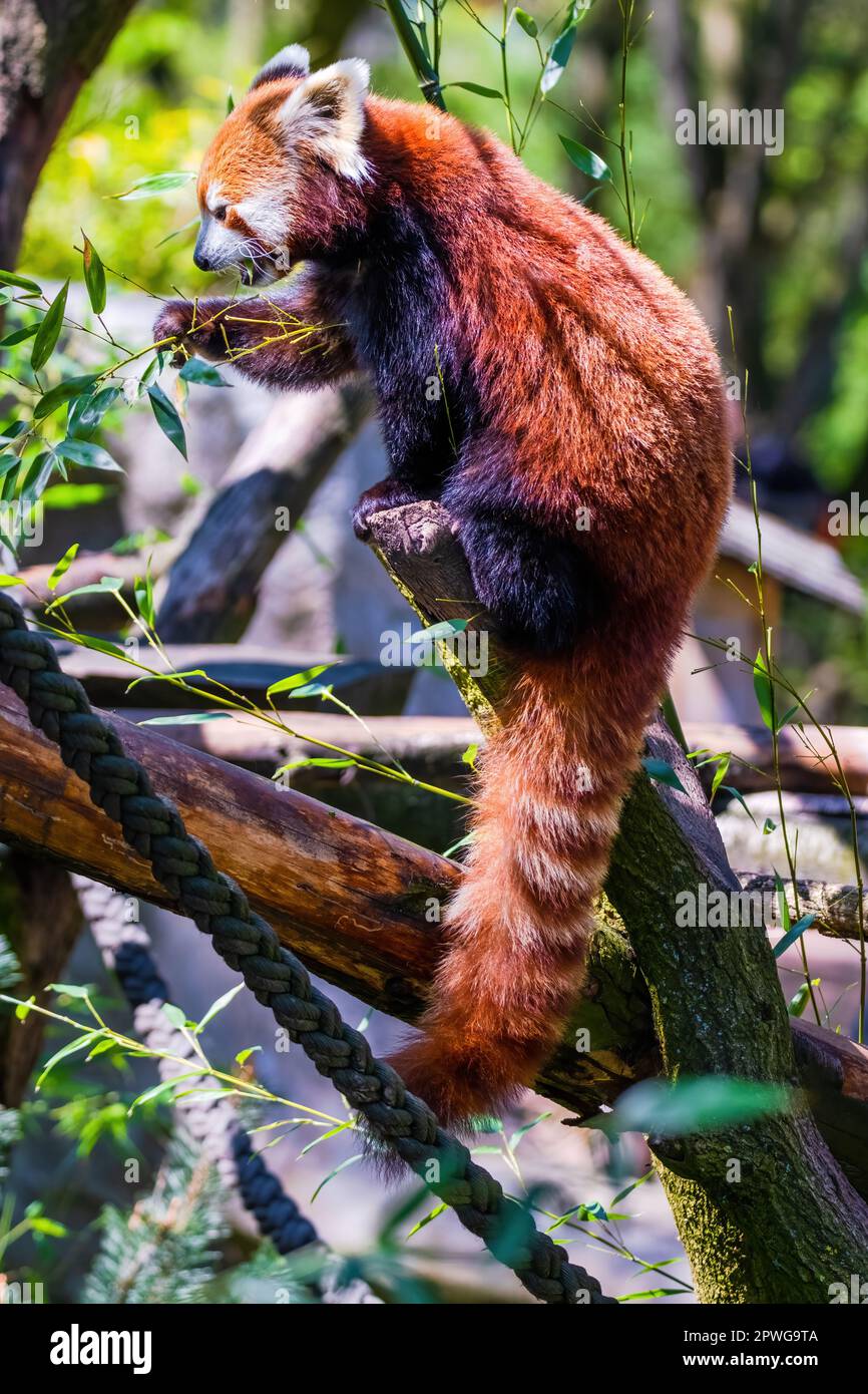 Red panda - Ailurus Fulgens - portrait. Cute animal at zoo Stock Photo ...