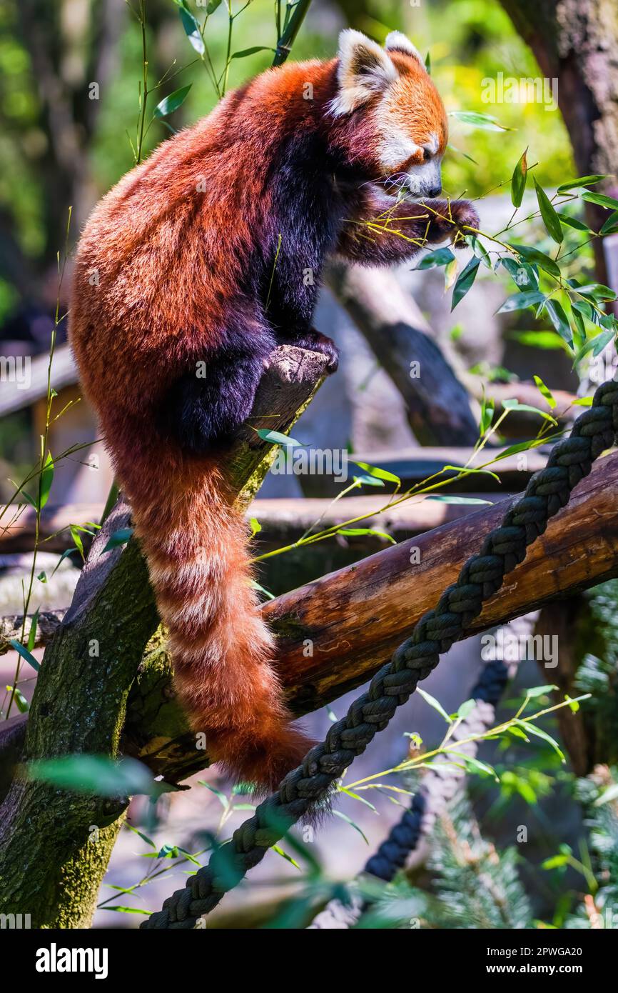 Red panda - Ailurus Fulgens - portrait. Cute animal at zoo Stock Photo ...