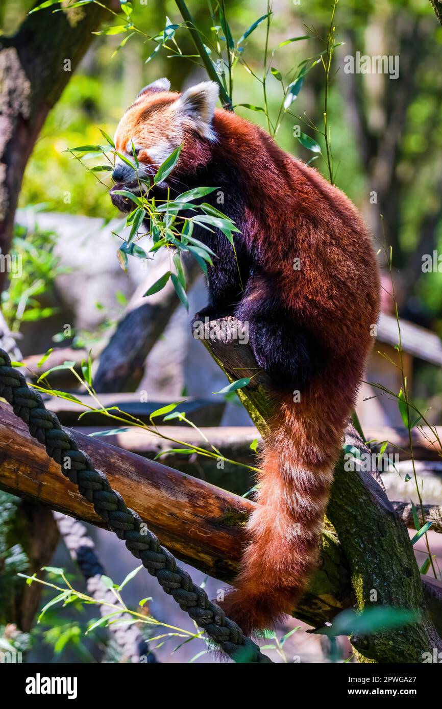 Red panda - Ailurus Fulgens - portrait. Cute animal at zoo Stock Photo ...