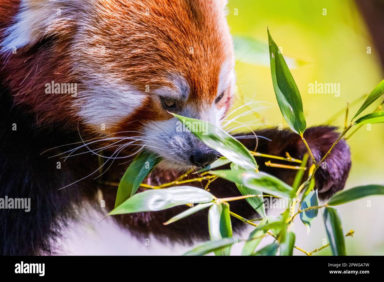 Red panda - Ailurus Fulgens - portrait. Cute animal at zoo Stock Photo ...