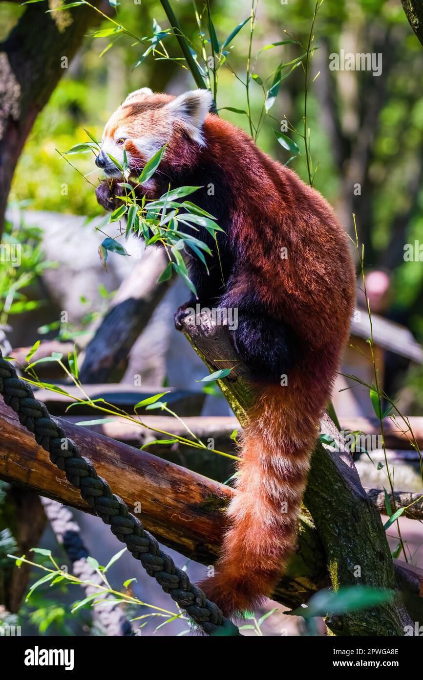 Red panda - Ailurus Fulgens - portrait. Cute animal at zoo Stock Photo ...