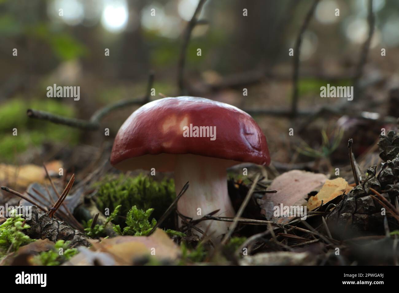 Russula mushroom growing in forest, closeup view Stock Photo - Alamy