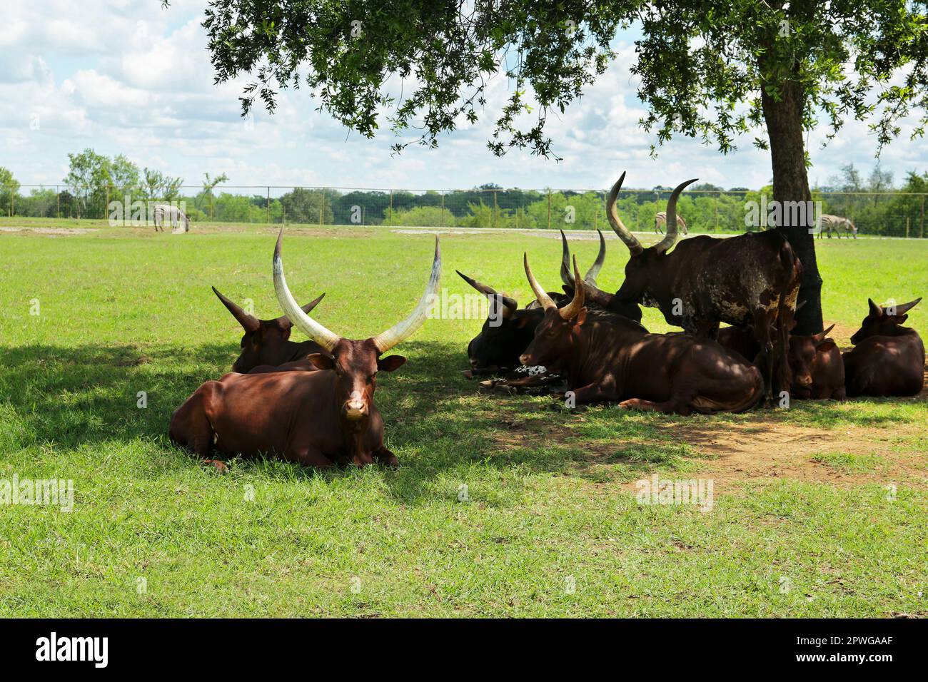 Beautiful Ankole cows on green lawn in safari park Stock Photo - Alamy