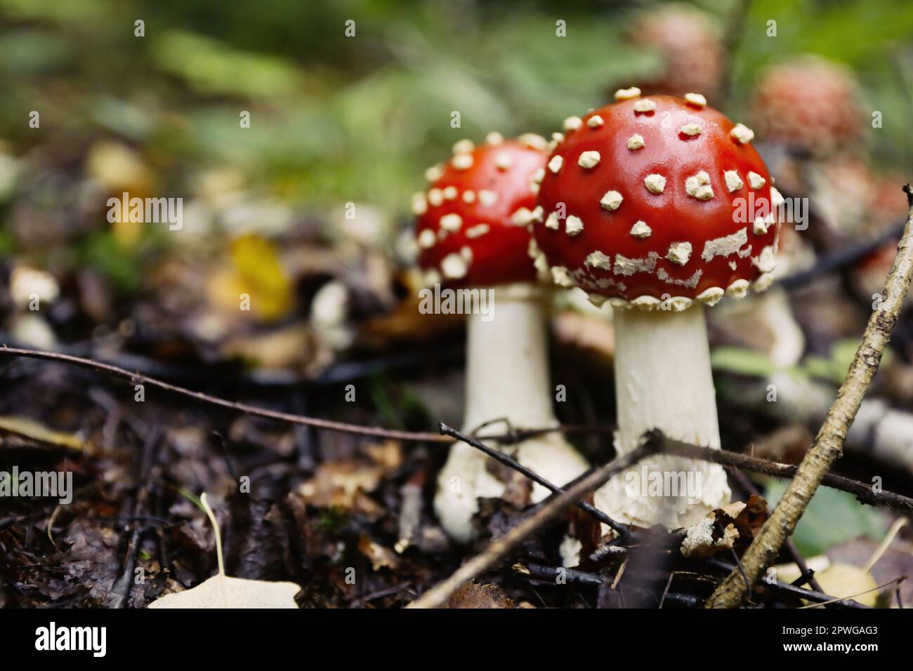 Fresh wild mushrooms growing in forest, closeup. Space for text Stock ...