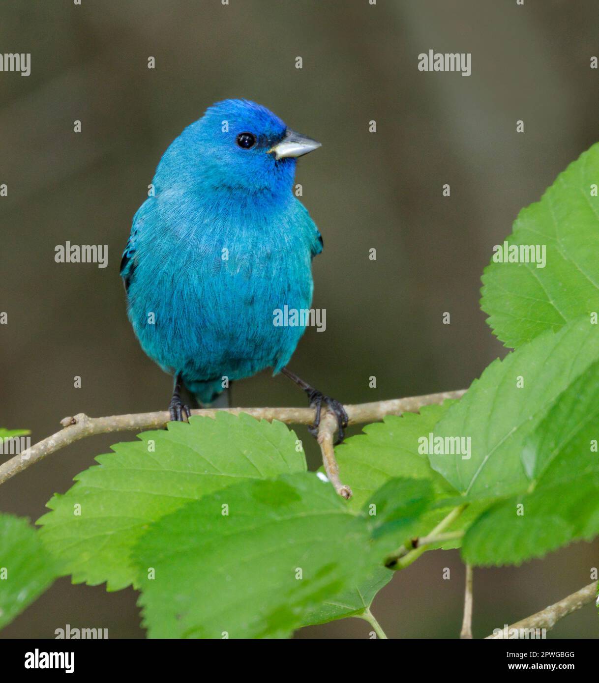 Indigo bunting (Passerina cyanea) male during spring migration in ...
