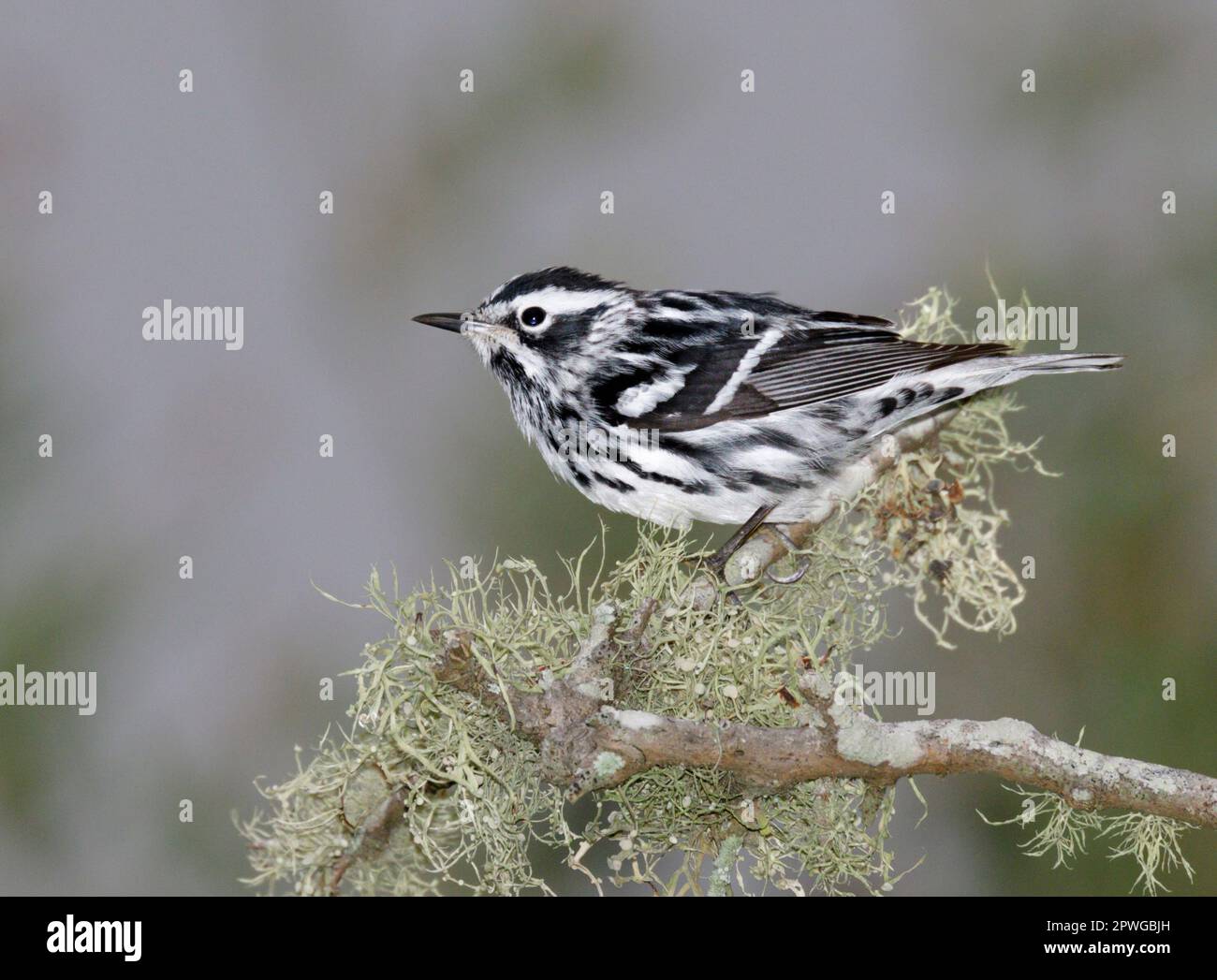 Black-and-white warbler (Mniotilta varia) during spring migration ...