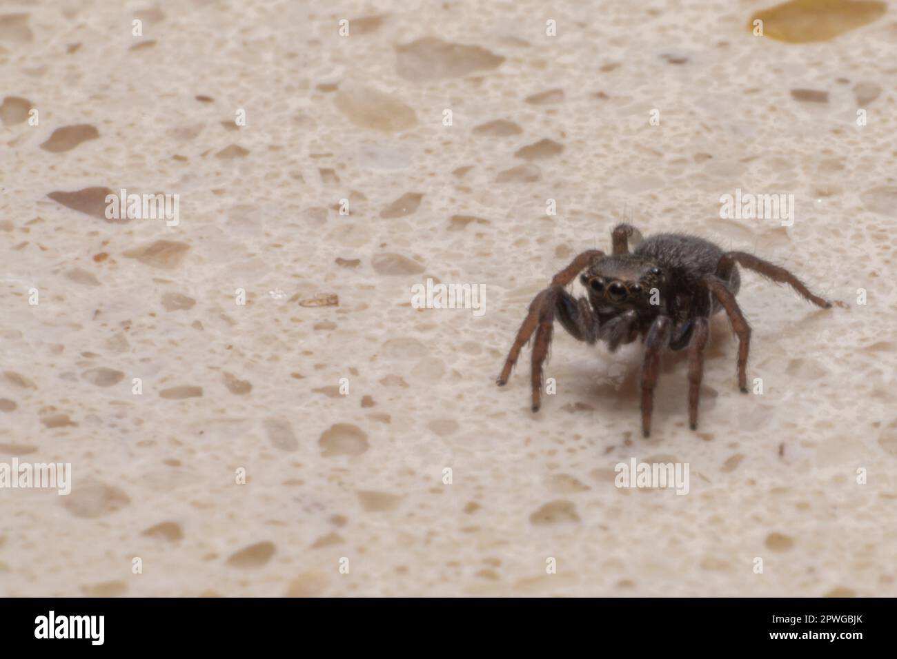 Brown jumping spider Macro photography. Spider eyes, small spiders ...