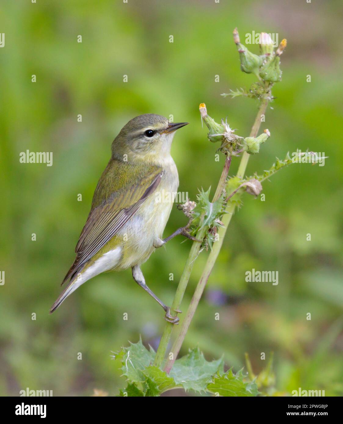 Tennessee warbler (Leiothlypis peregrina) during spring migration in ...