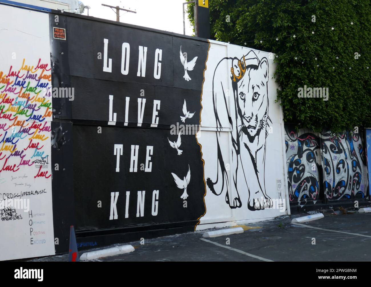 Los Angeles, California, USA 29th April 2023 P-22 Mountain Lion, P22 ...