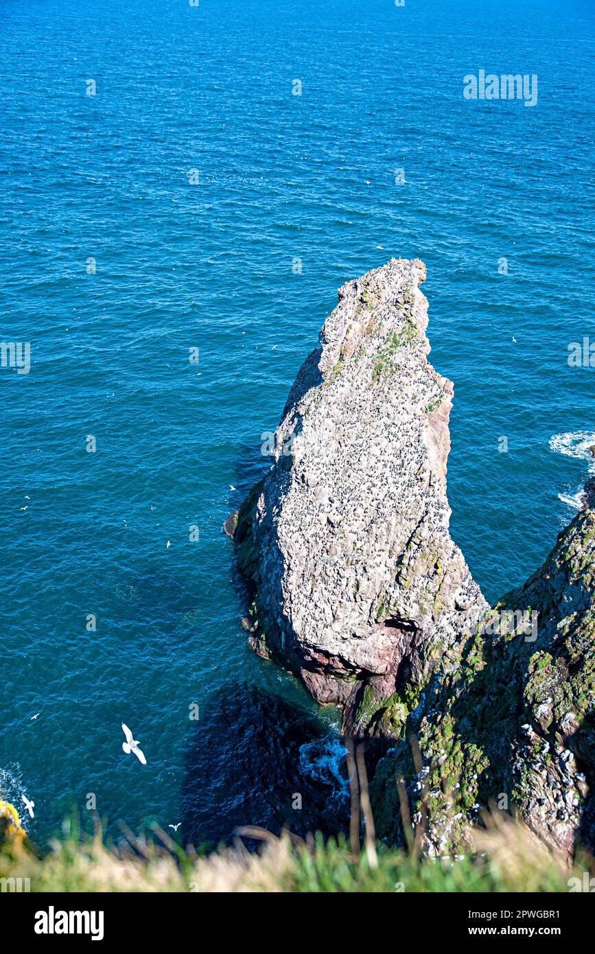 Landscape photography of North Sea coast, bird, seagull, nesting ...
