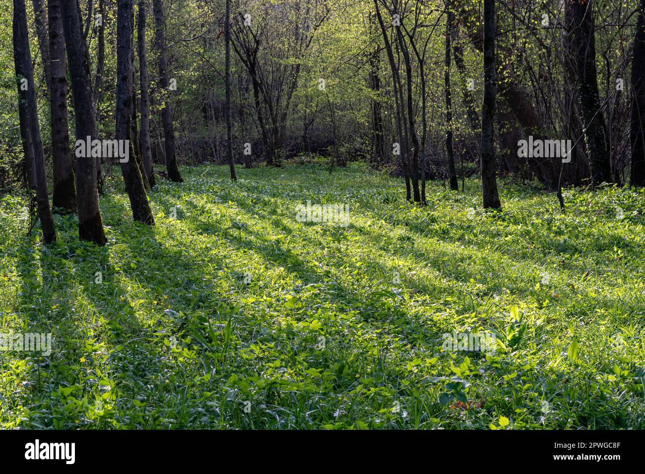 Photograph of a forest-woods with light filtering through the trees ...
