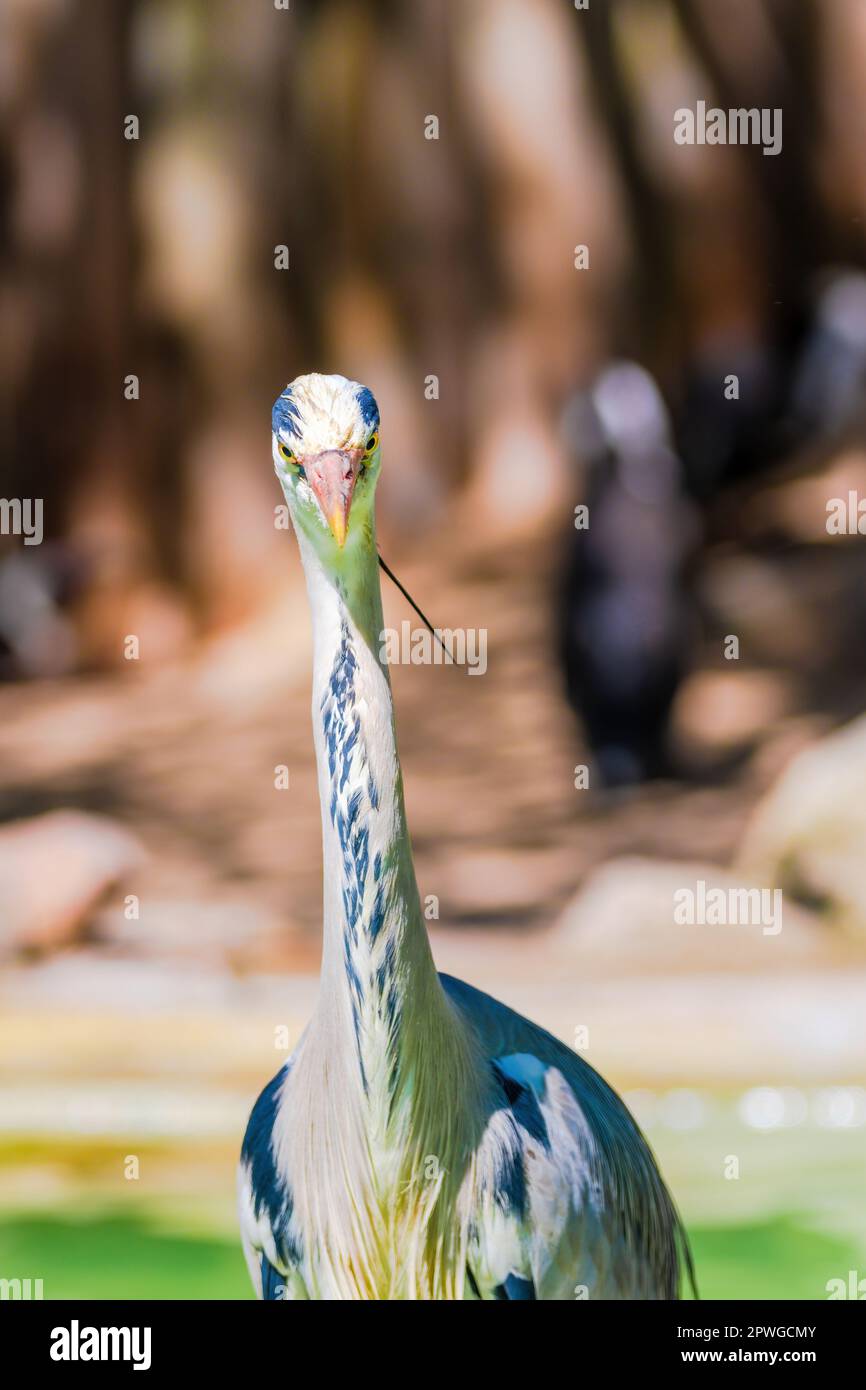 The eastern great egret, a white heron in the genus Ardea, fishing at ...