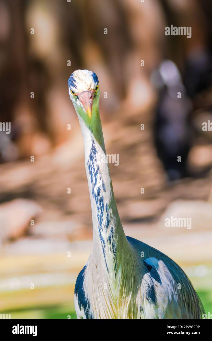 The eastern great egret, a white heron in the genus Ardea, fishing at ...