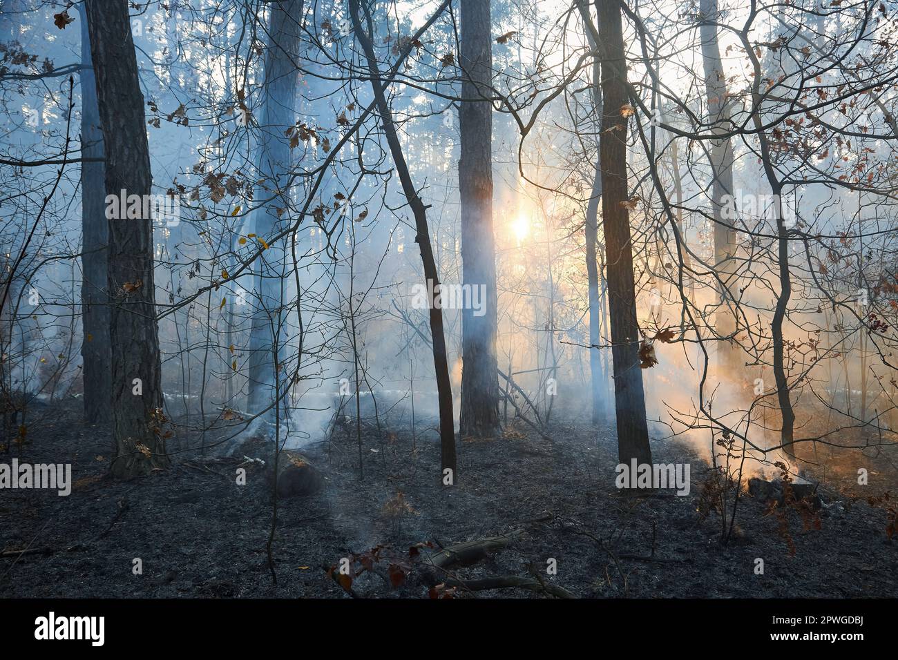 Forest fire. fallen tree is burned to the ground a lot of smoke when ...