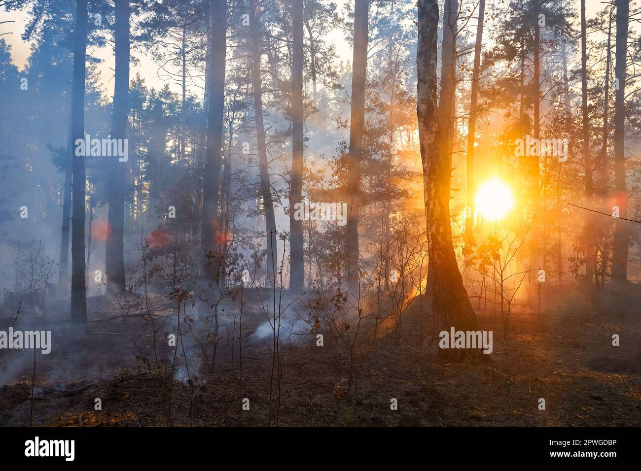 Forest fire. fallen tree is burned to the ground a lot of smoke when ...