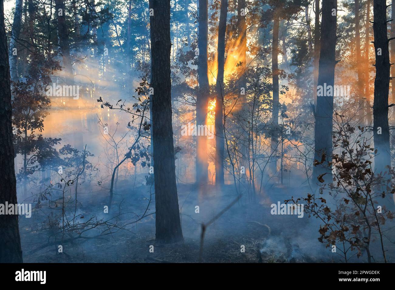 Forest fire burning, Wildfire close up at day time Stock Photo - Alamy
