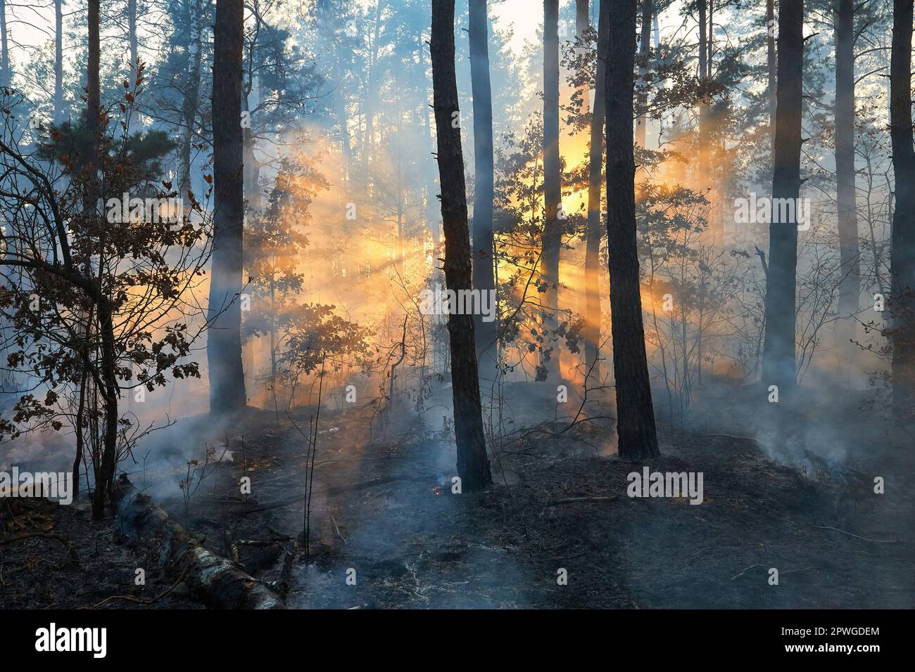 Forest fire burning, Wildfire close up at day time Stock Photo - Alamy