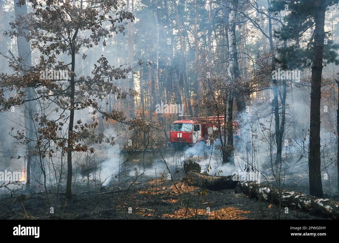 In the woods are burning. fire in the forest is very scary Stock Photo ...