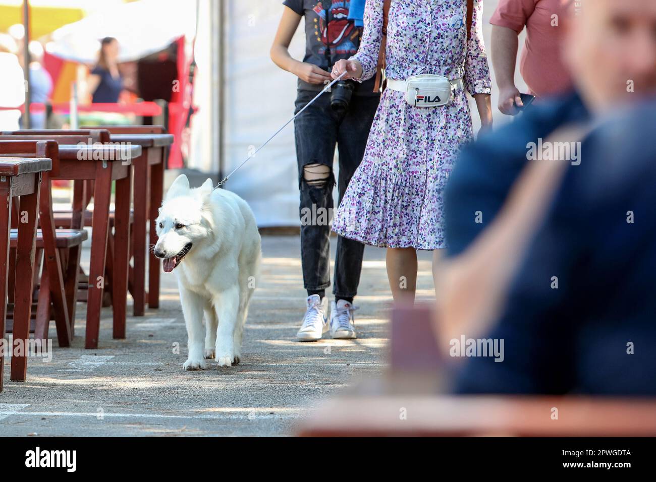 Zaton, Croatia. 30th Apr, 2023. A dog and its owner attend the 2023 ...