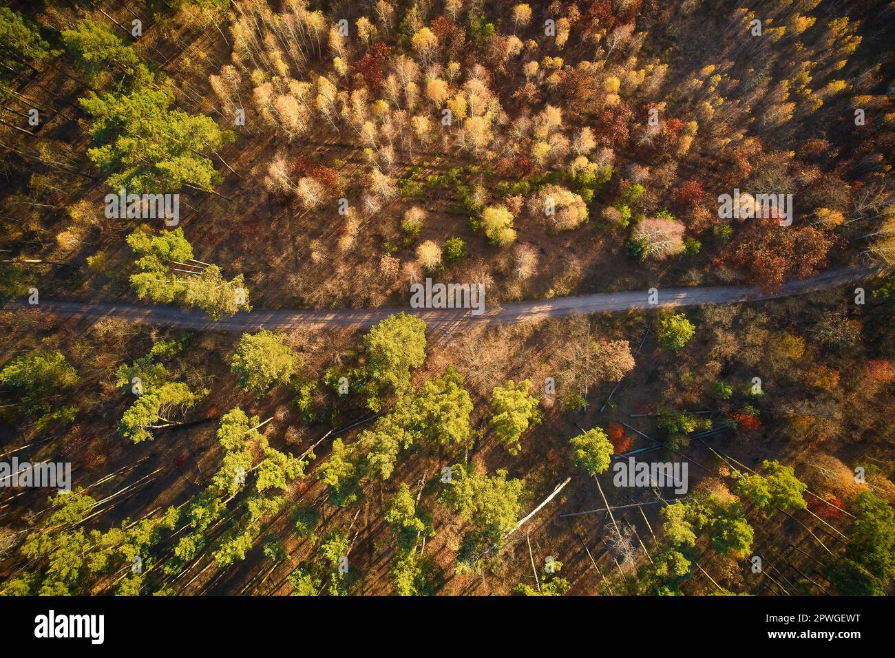 Colourful autumn colours in forest form above, captured with a drone ...