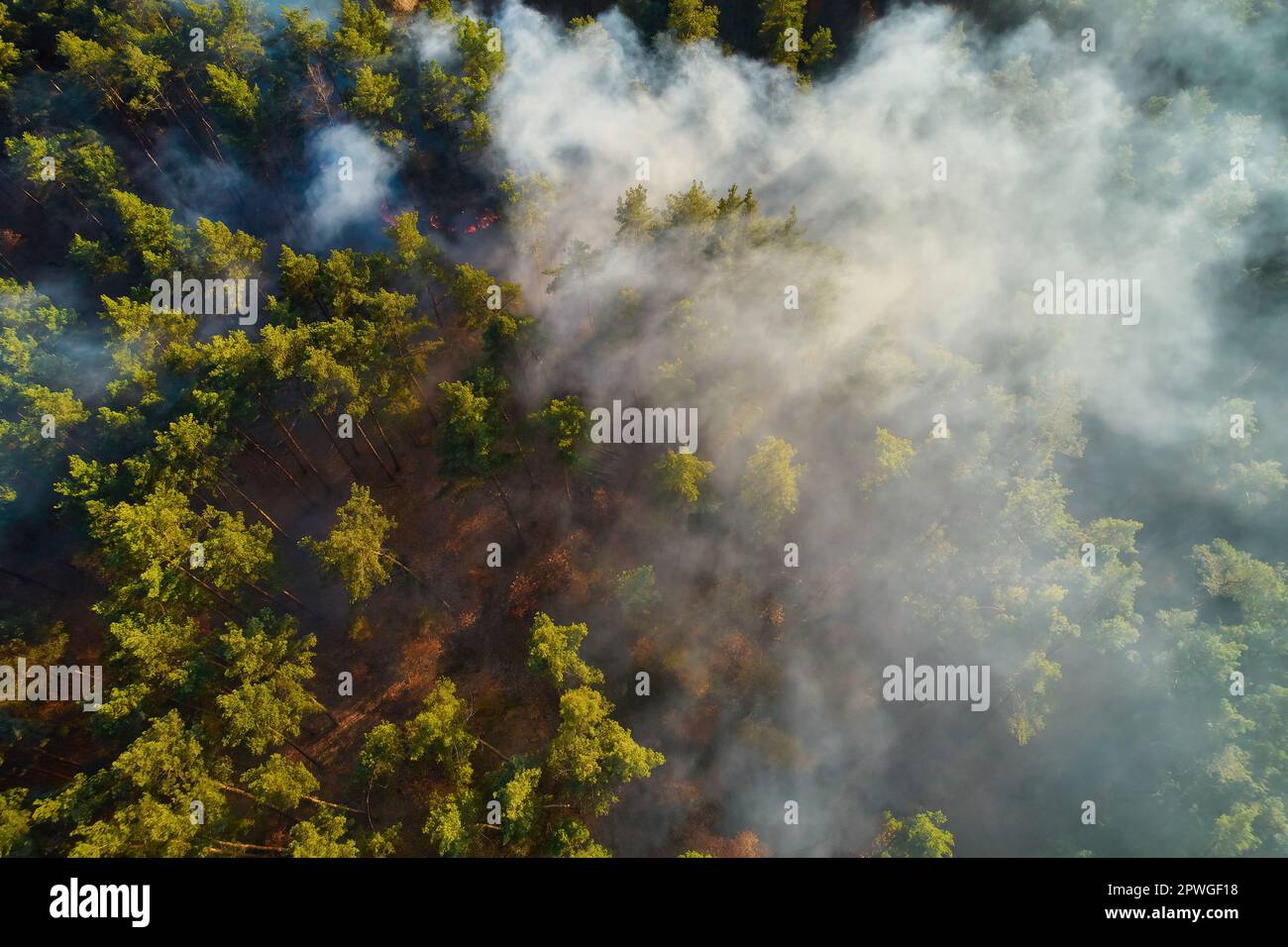 Burning forest with fire and smoke. Forest fire, aerial top view from ...