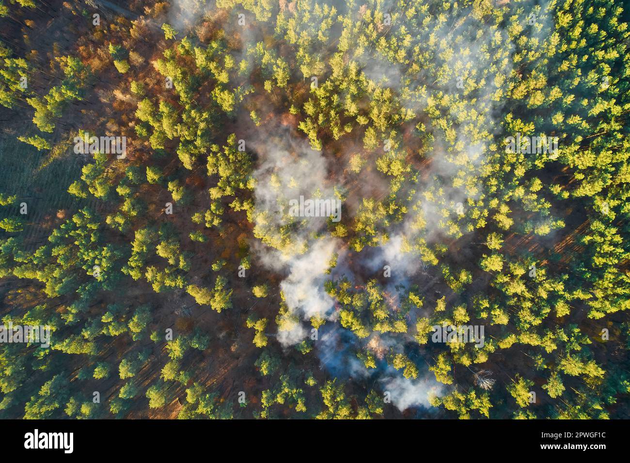Burning forest with fire and smoke. Forest fire, aerial top view from ...