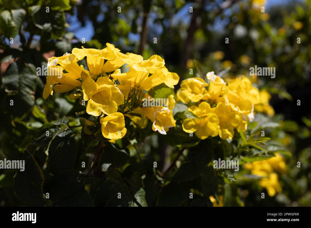 Ginger thomas flower hi-res stock photography and images - Alamy