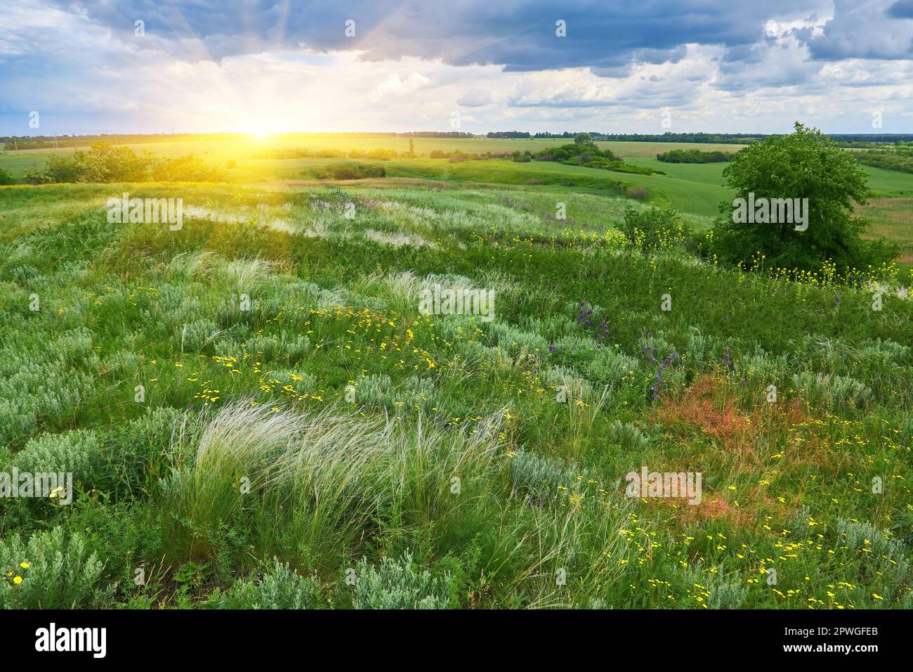 green earth, fields of Ukraine, grains sky, green grass Stock Photo - Alamy