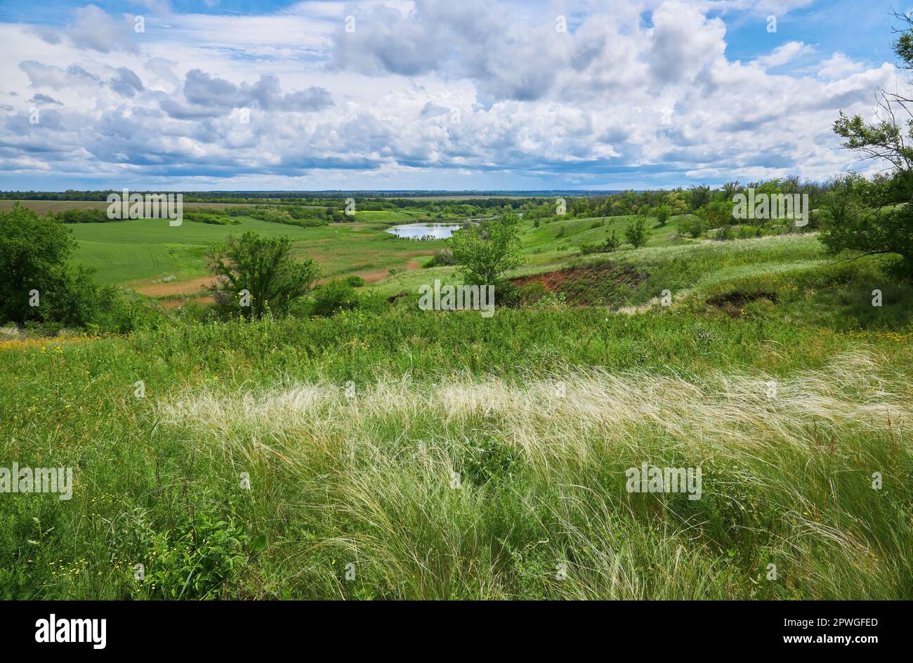 Stipe tenuissima hi-res stock photography and images - Alamy