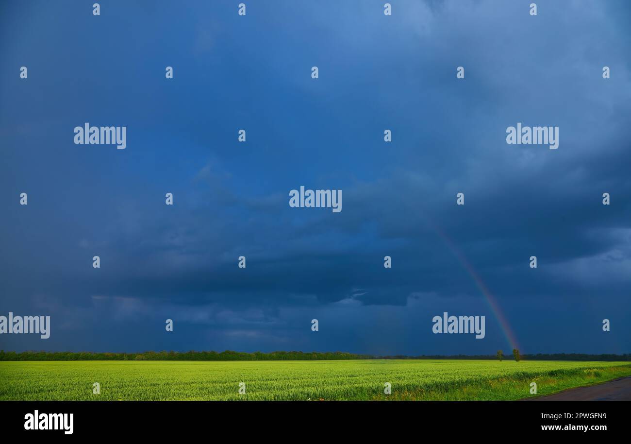 Gloomy storm clouds over a wheat field, rainy summer Stock Photo - Alamy