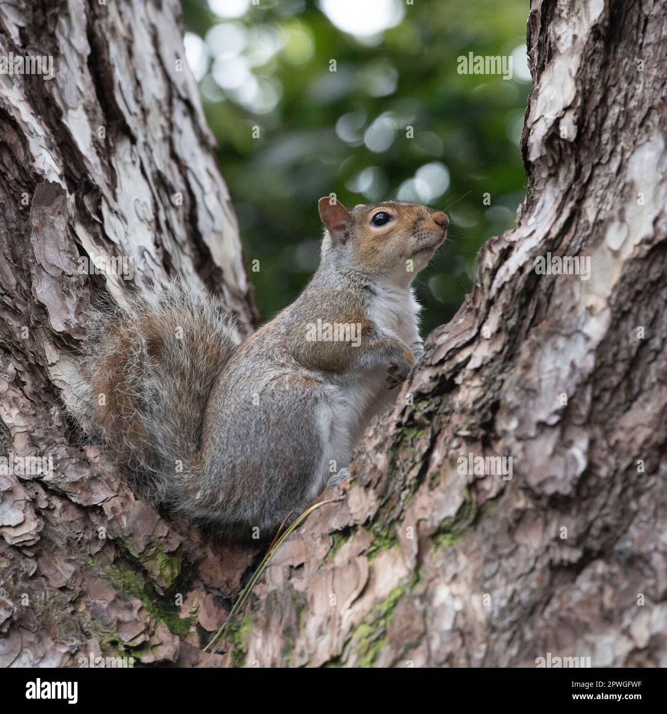 grey Squirrell in a tree Stock Photo - Alamy