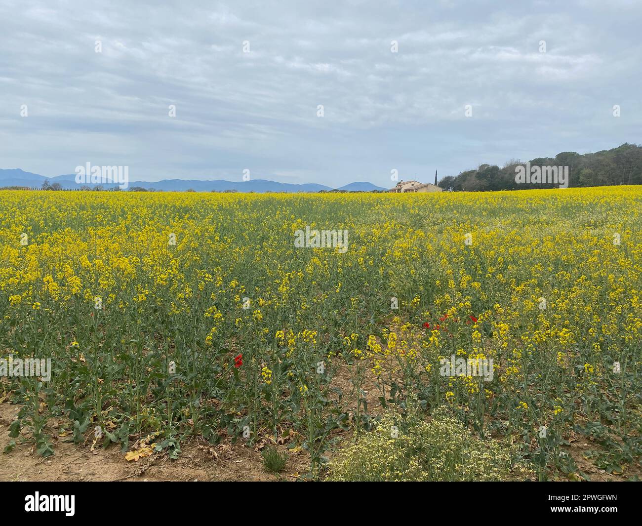 Rapeseed at bloom hi-res stock photography and images - Alamy