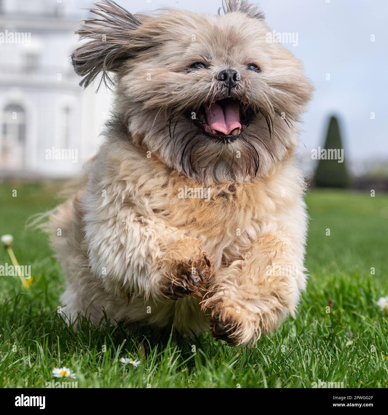 `Shih Tzu dog running towards camera Stock Photo - Alamy