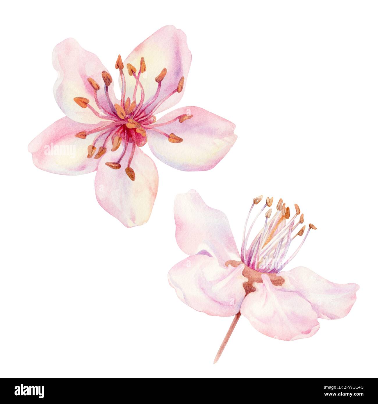 Watercolor spring sakura flowers, japanese cherry. Illustration of ...