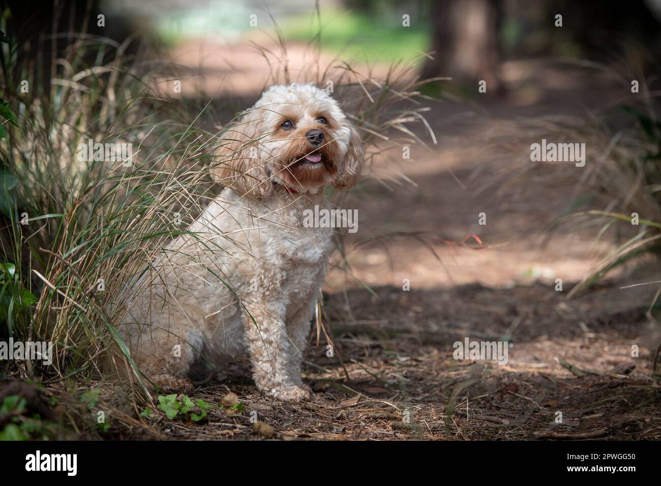 Cavapoo hi-res stock photography and images - Alamy