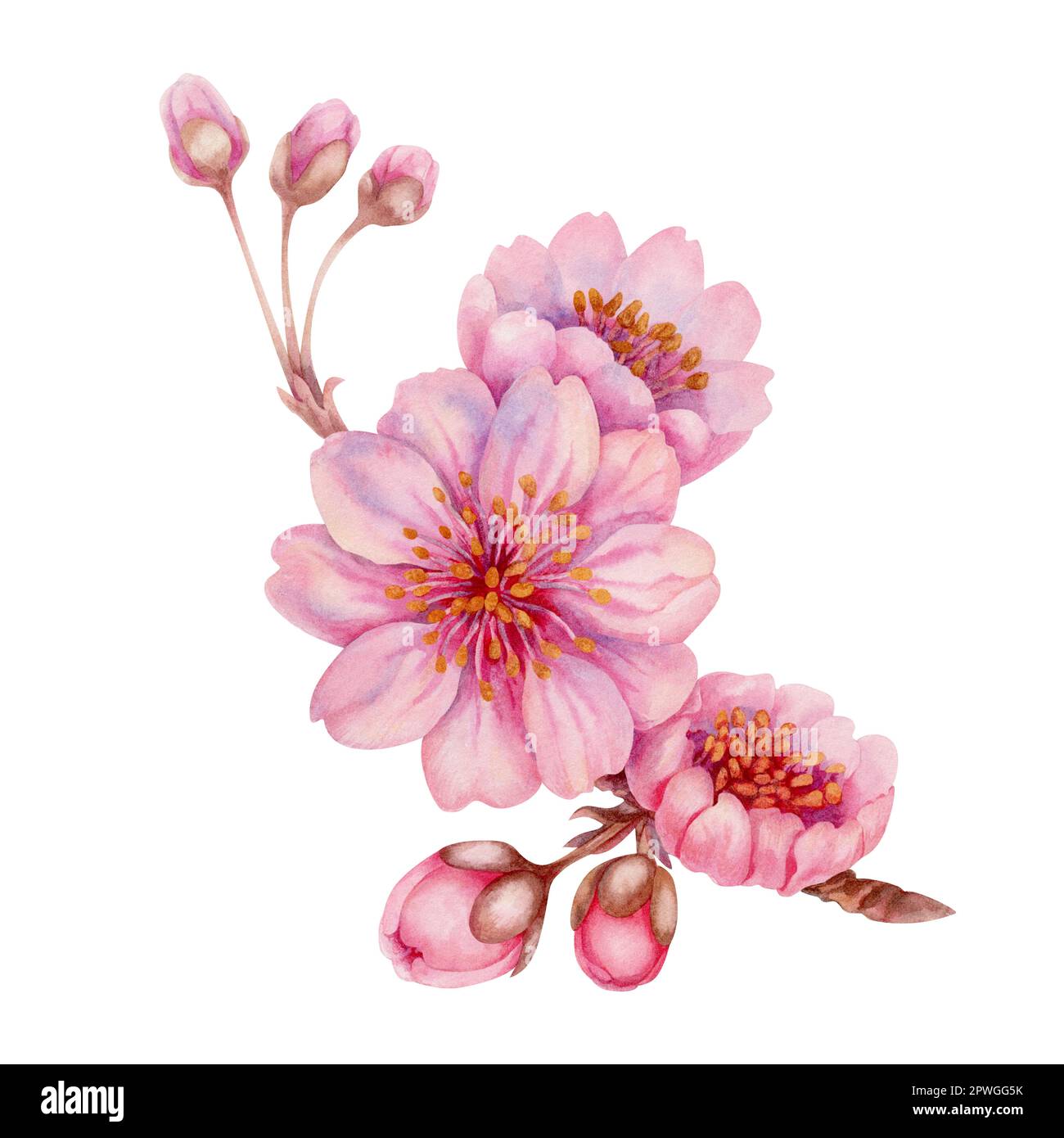 Red Cherry Blossom Flower Drawing