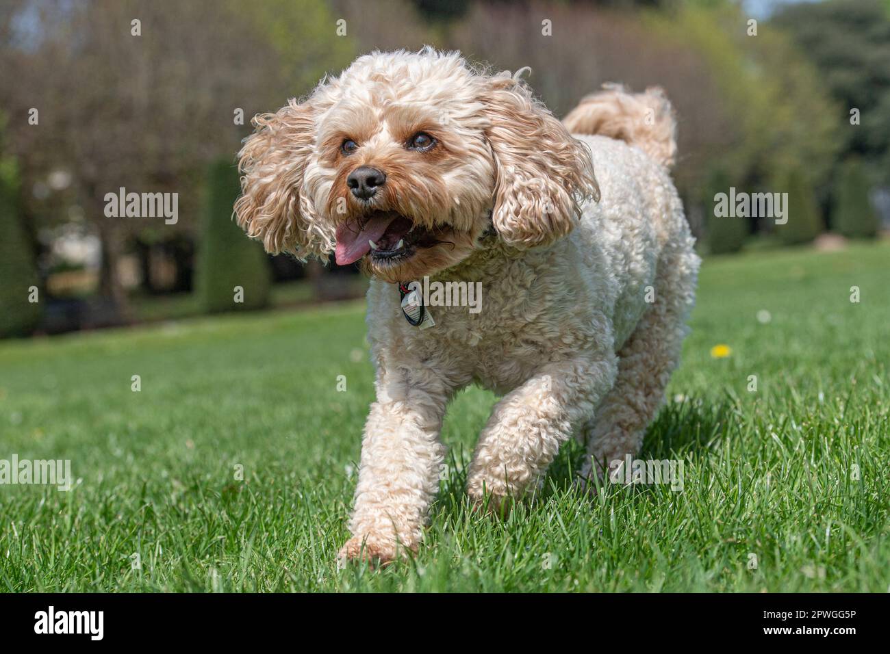 Cavapoo running in garden Stock Photo - Alamy