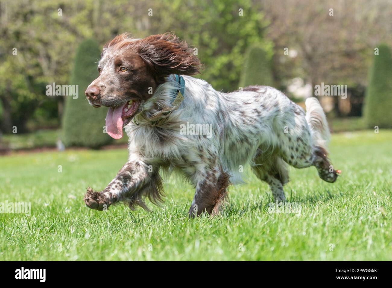 Sprocker spaniel hi-res stock photography and images - Alamy