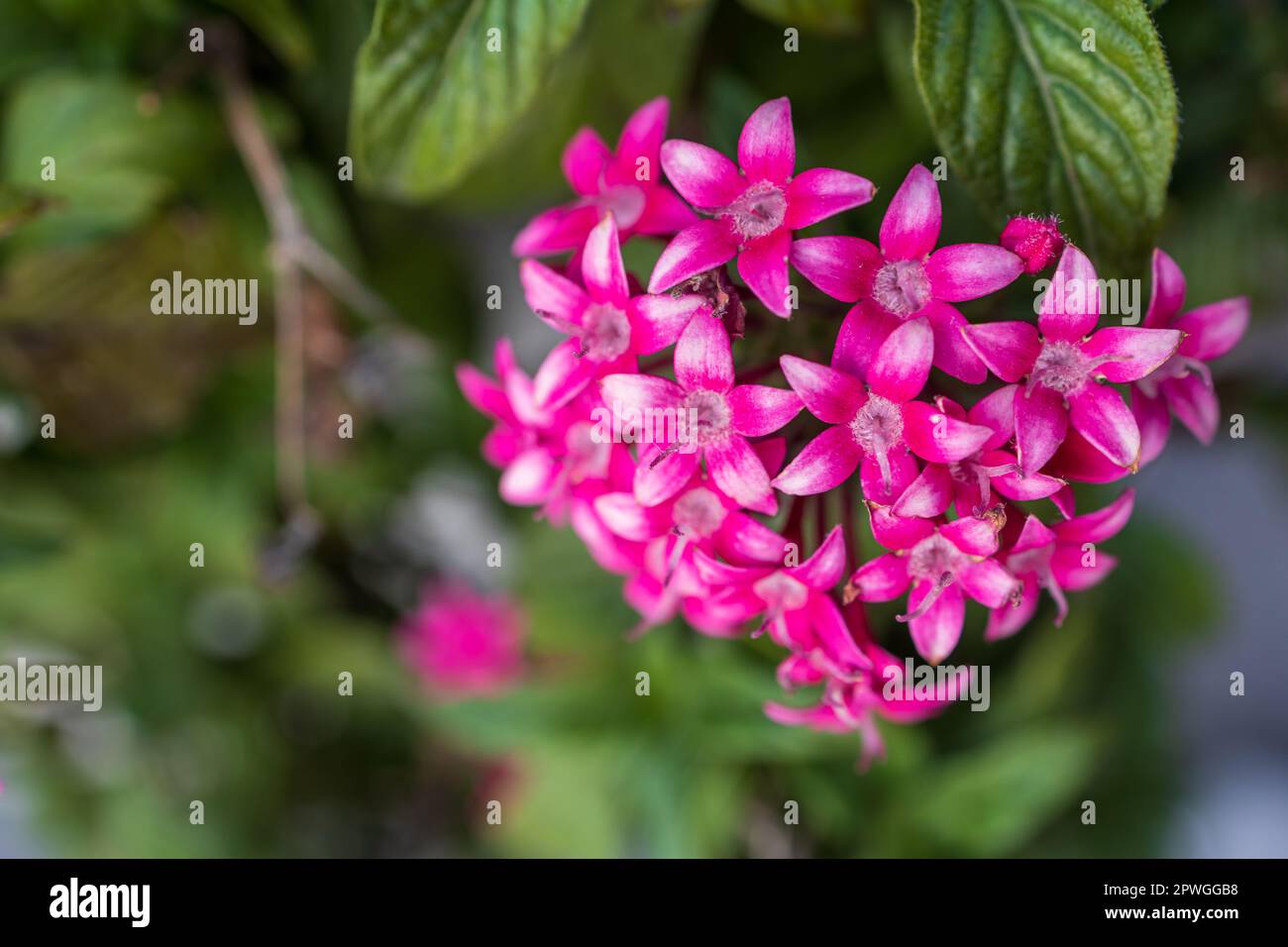 Pentas is a genus of flowering plants in the family Rubiaceae Stock ...