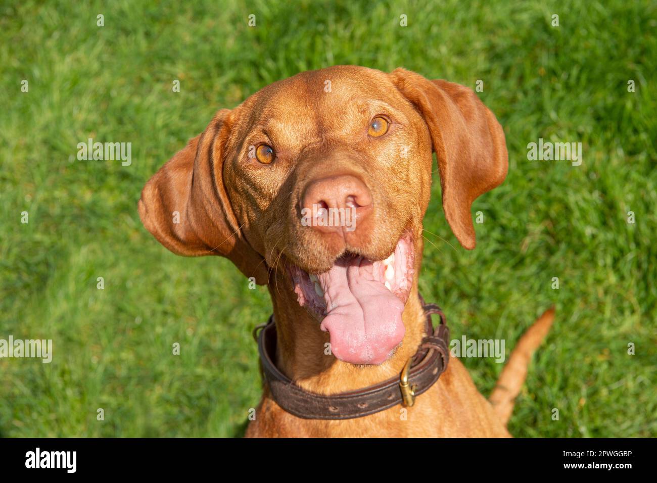 Funny Vizsla Funny Vizsla : R/aww