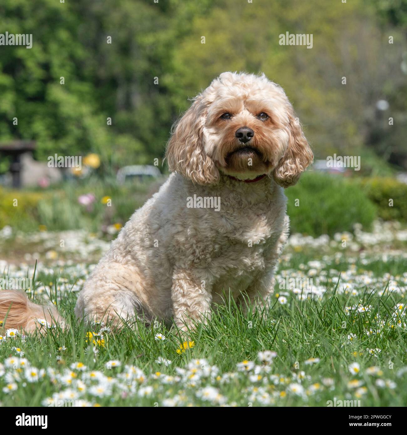 Cavapoo hi-res stock photography and images - Alamy