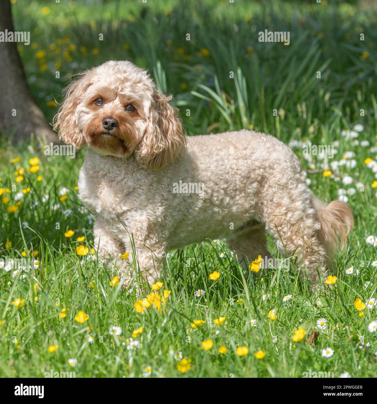 Cavapoo portrait hi-res stock photography and images - Alamy