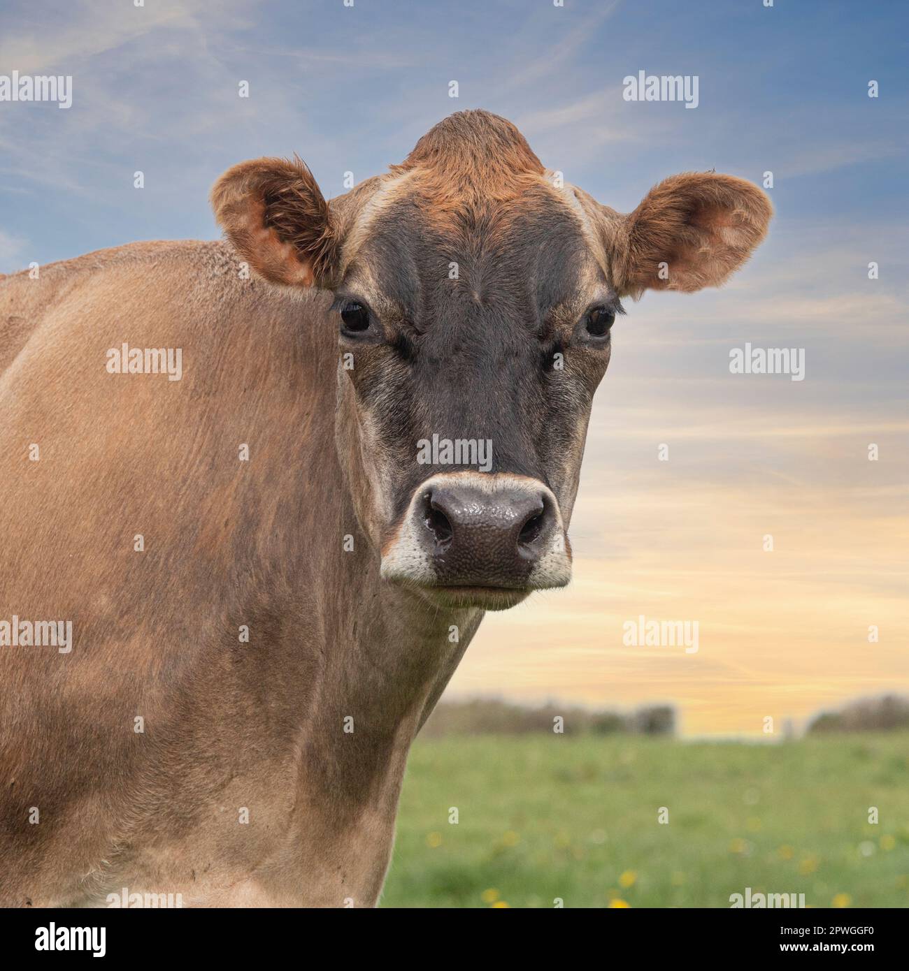 Jersey cow uk hi-res stock photography and images - Alamy