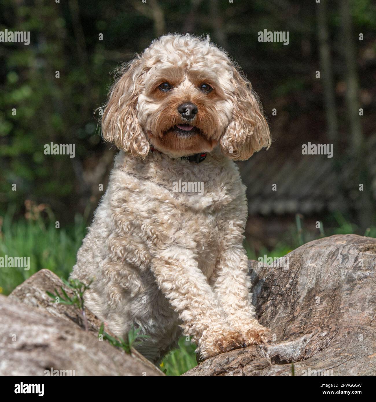 Cavapoo dog portrait hi-res stock photography and images - Alamy