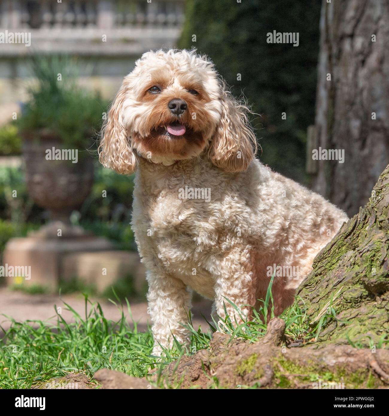 Cavapoo happy hi-res stock photography and images - Alamy