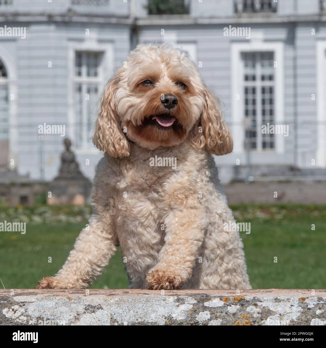 Cavapoo standing hi-res stock photography and images - Alamy